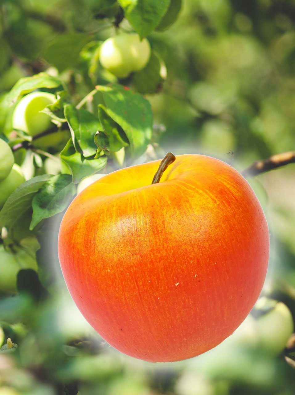 plastic appel decoratie